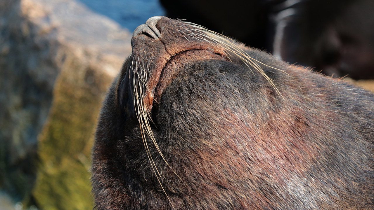 Reserva de Lobos Marinos - Mar del Plata