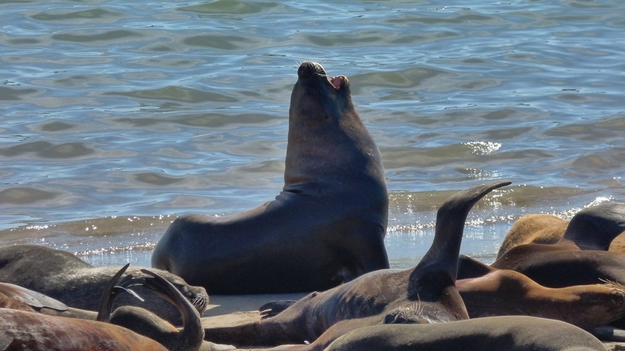 Reserva de Lobos Marinos - Mar del Plata